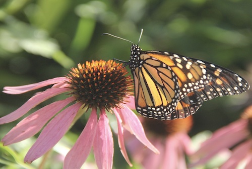 North American Clean Energy - Solar Habitat Installations Support ...