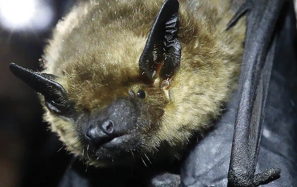 North American Clean Energy - 2023 North American State of the Bats ...